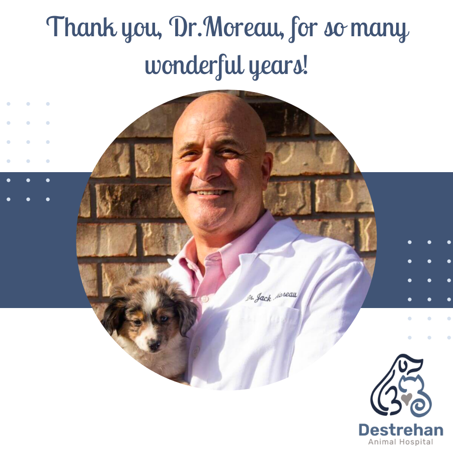 Veterinary Hospital In Destrehan | Destrehan Animal Hospital